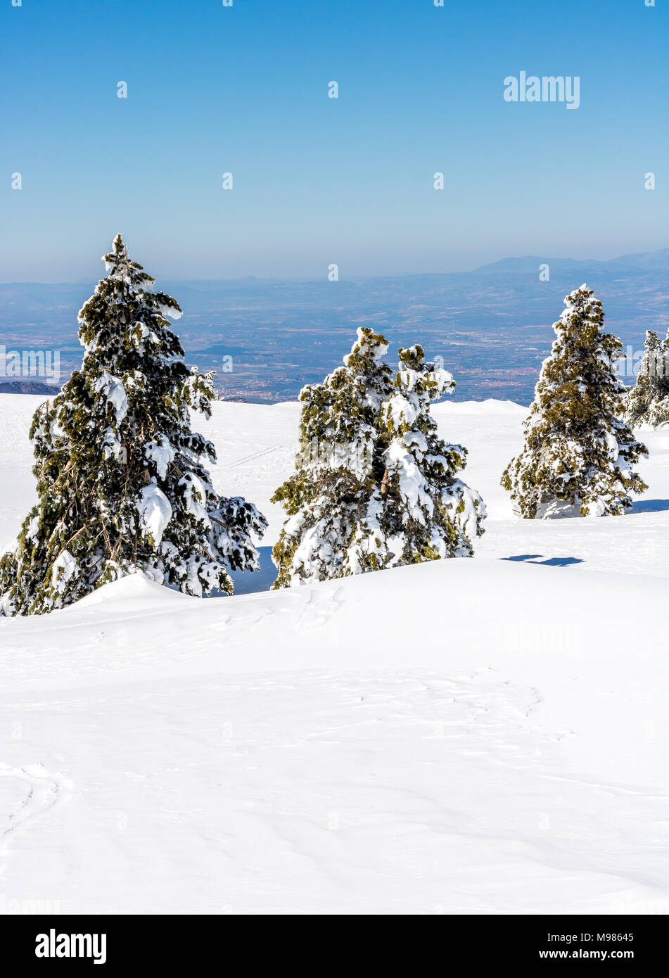 Two Large Trees Snow Mountains