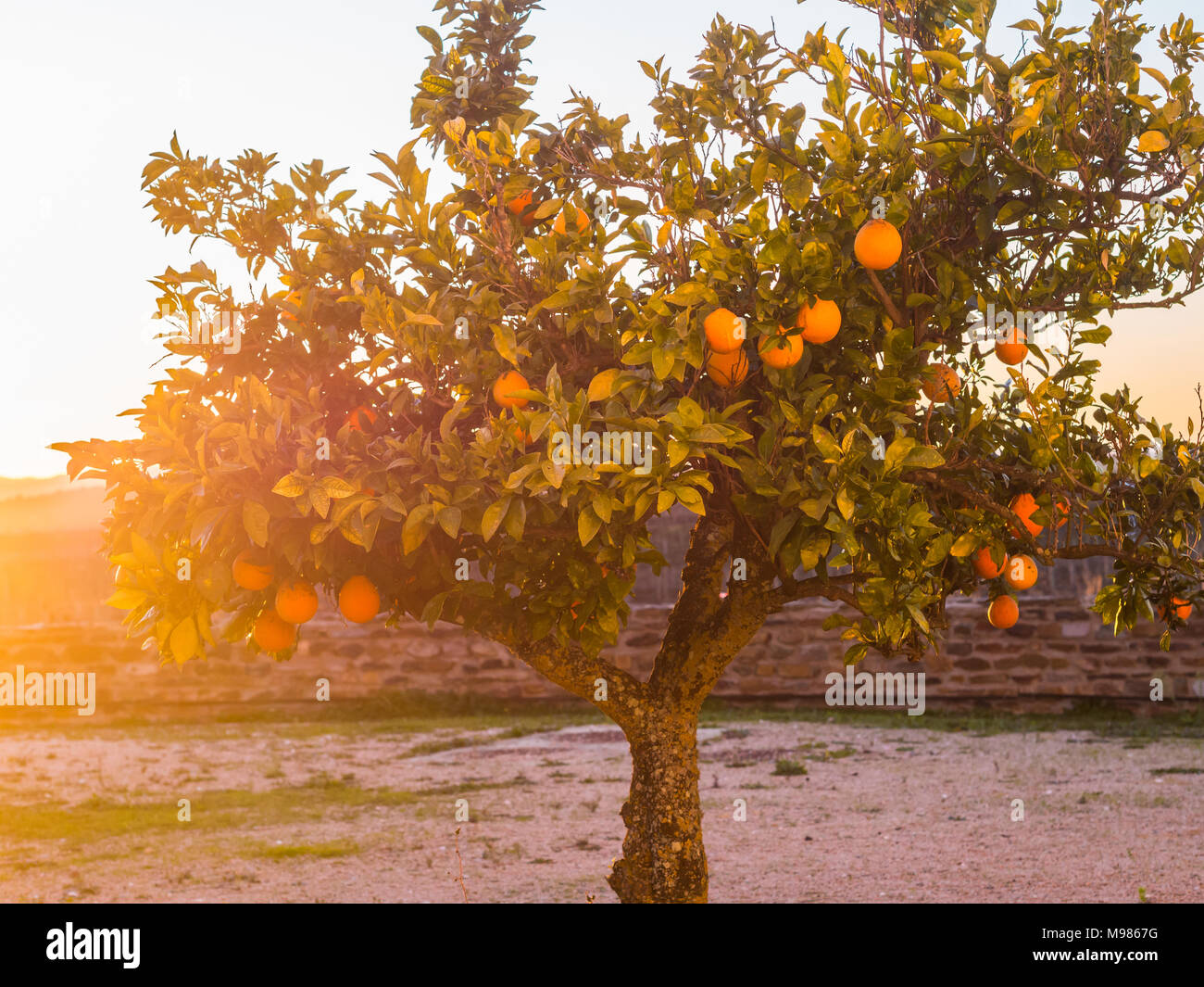 Small orange tree hi-res stock photography and images - Alamy