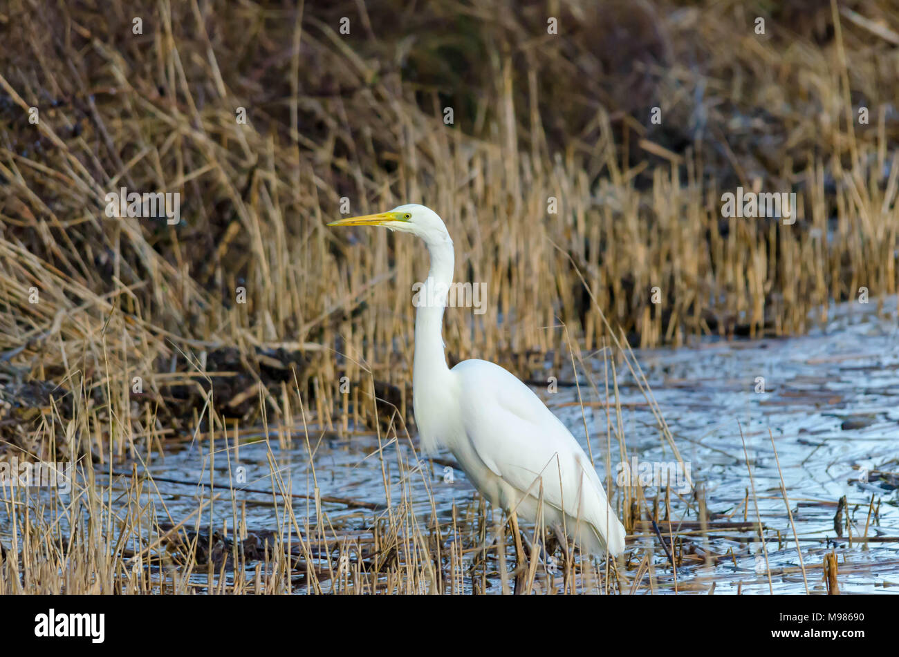Rare great egret hi-res stock photography and images - Alamy