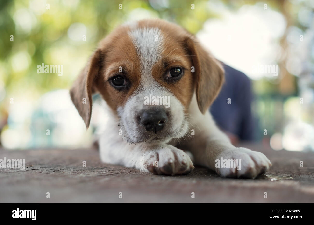 Small cute dog portrait hi-res stock photography and images - Alamy