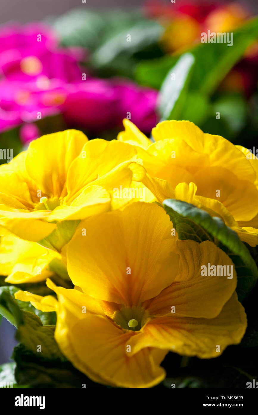 Yellow primrose hi-res stock photography and images - Alamy