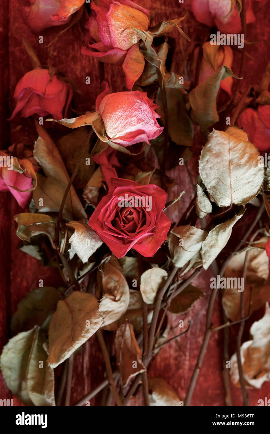 Drying rose hi-res stock photography and images - Alamy