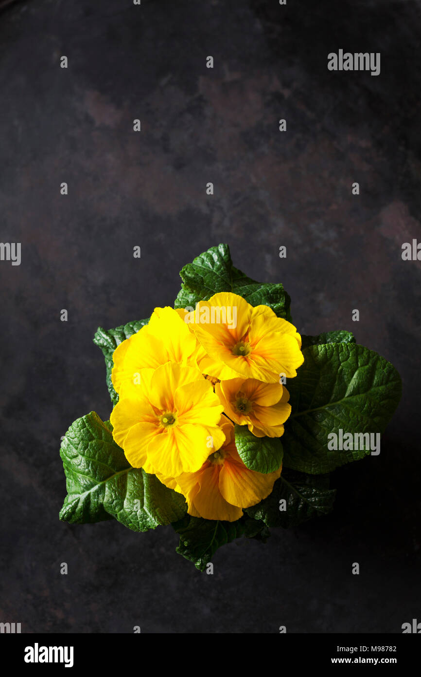 Yellow primrose hi-res stock photography and images - Alamy