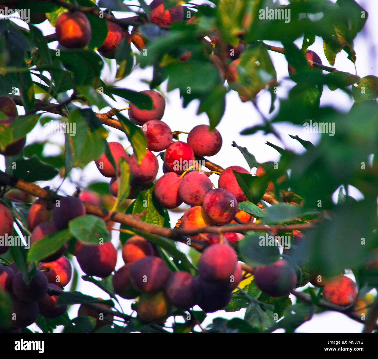 Tree with back lighting hi-res stock photography and images - Alamy