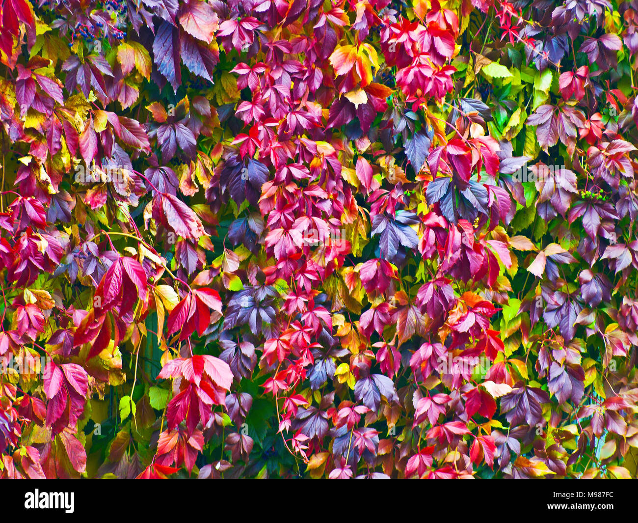 Wild vine hedge hi-res stock photography and images - Alamy