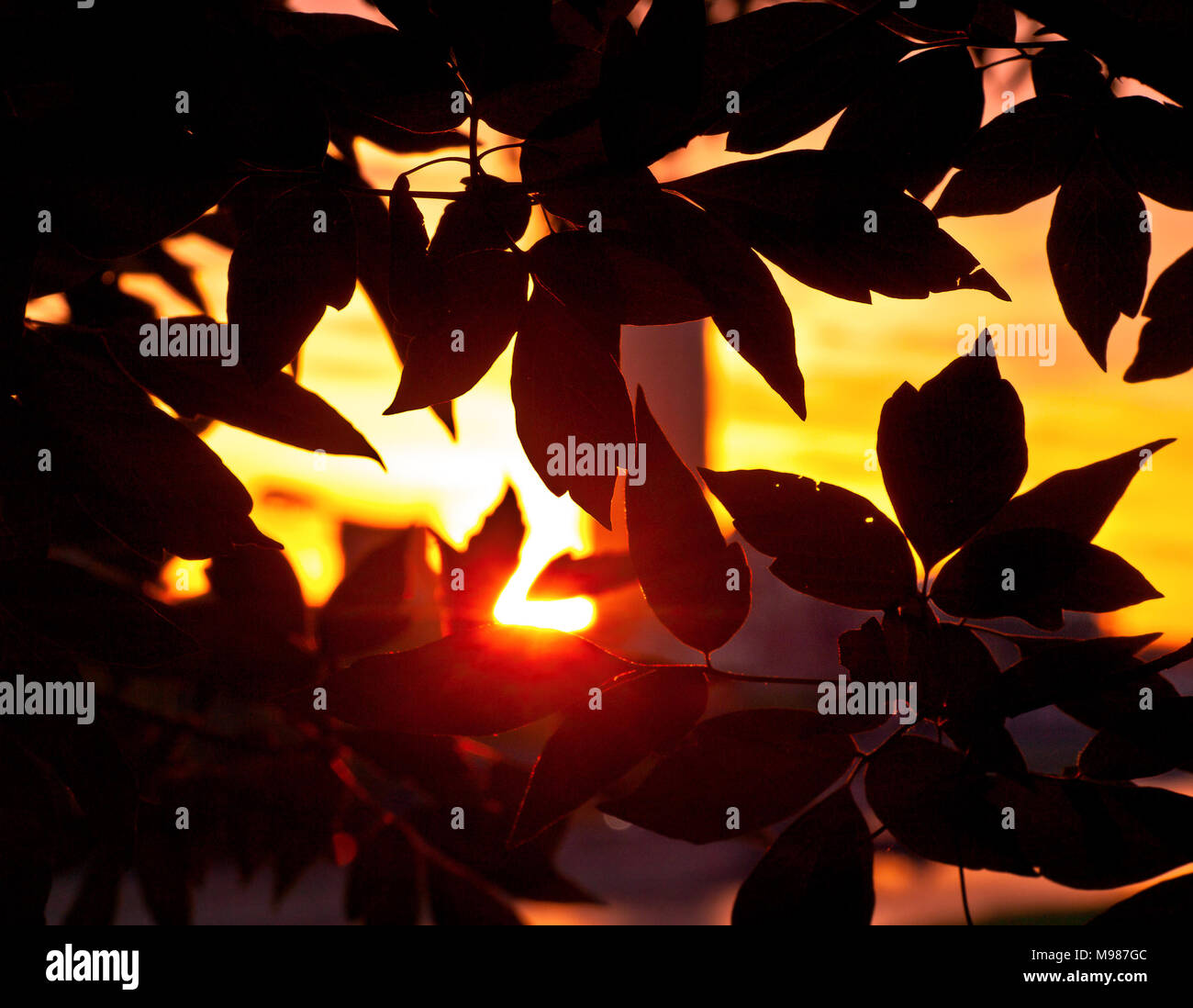 Back lighting through leaves hi-res stock photography and images - Alamy