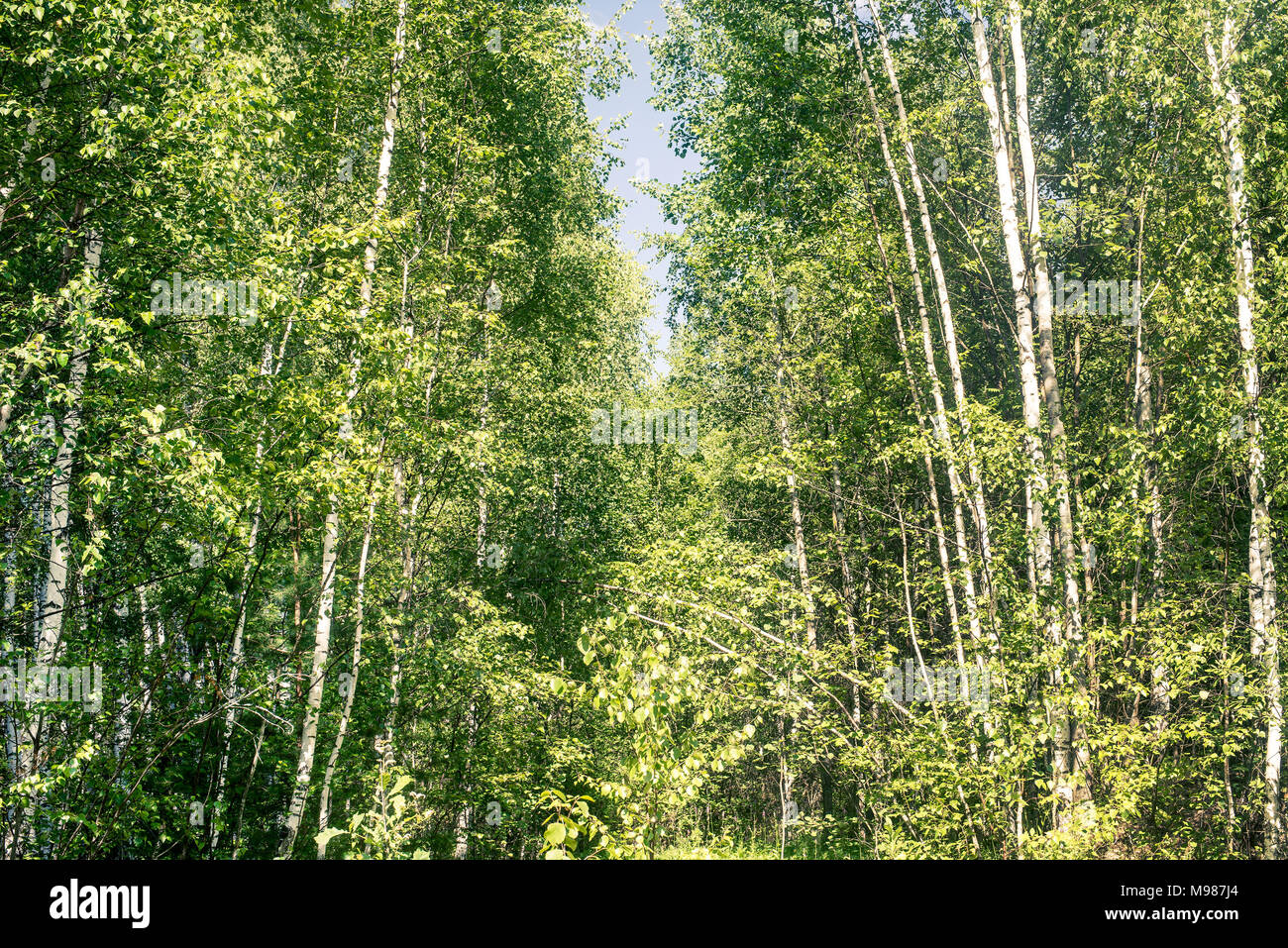 Birch thicket hi-res stock photography and images - Alamy