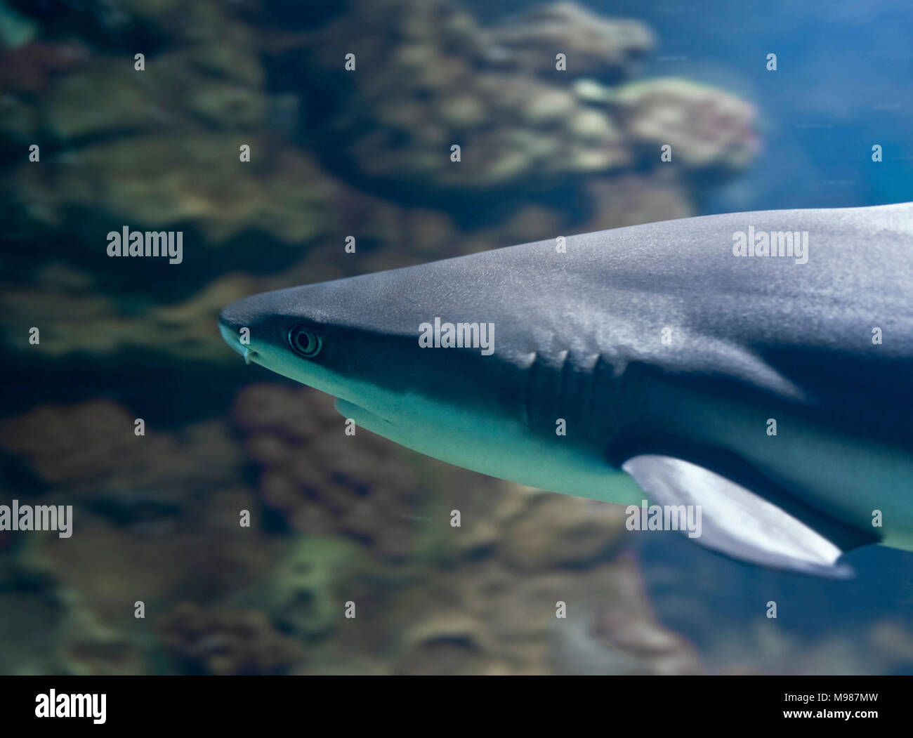 Hound fish hi-res stock photography and images - Alamy