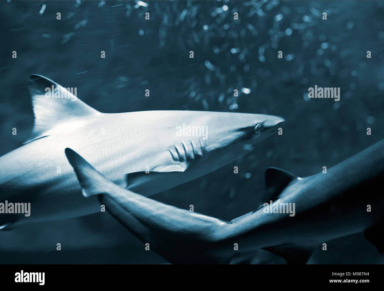 Hound fish hi-res stock photography and images - Alamy