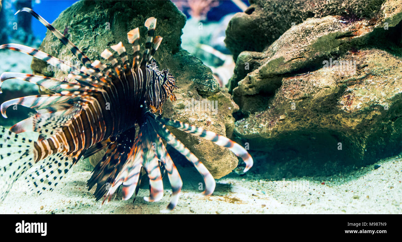 Zebra lion fish hi-res stock photography and images - Alamy