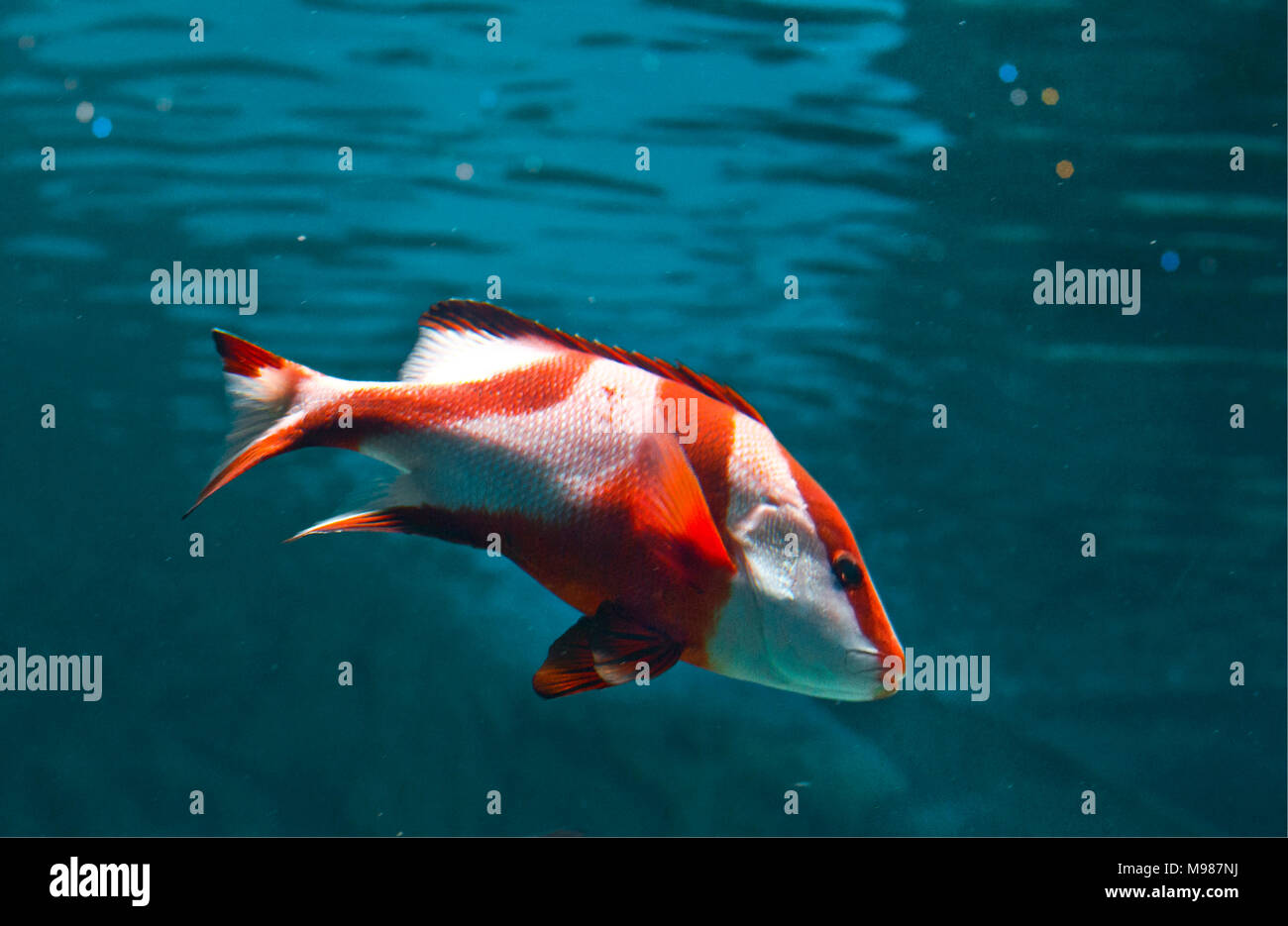 Nat geo photo hi-res stock photography and images - Alamy