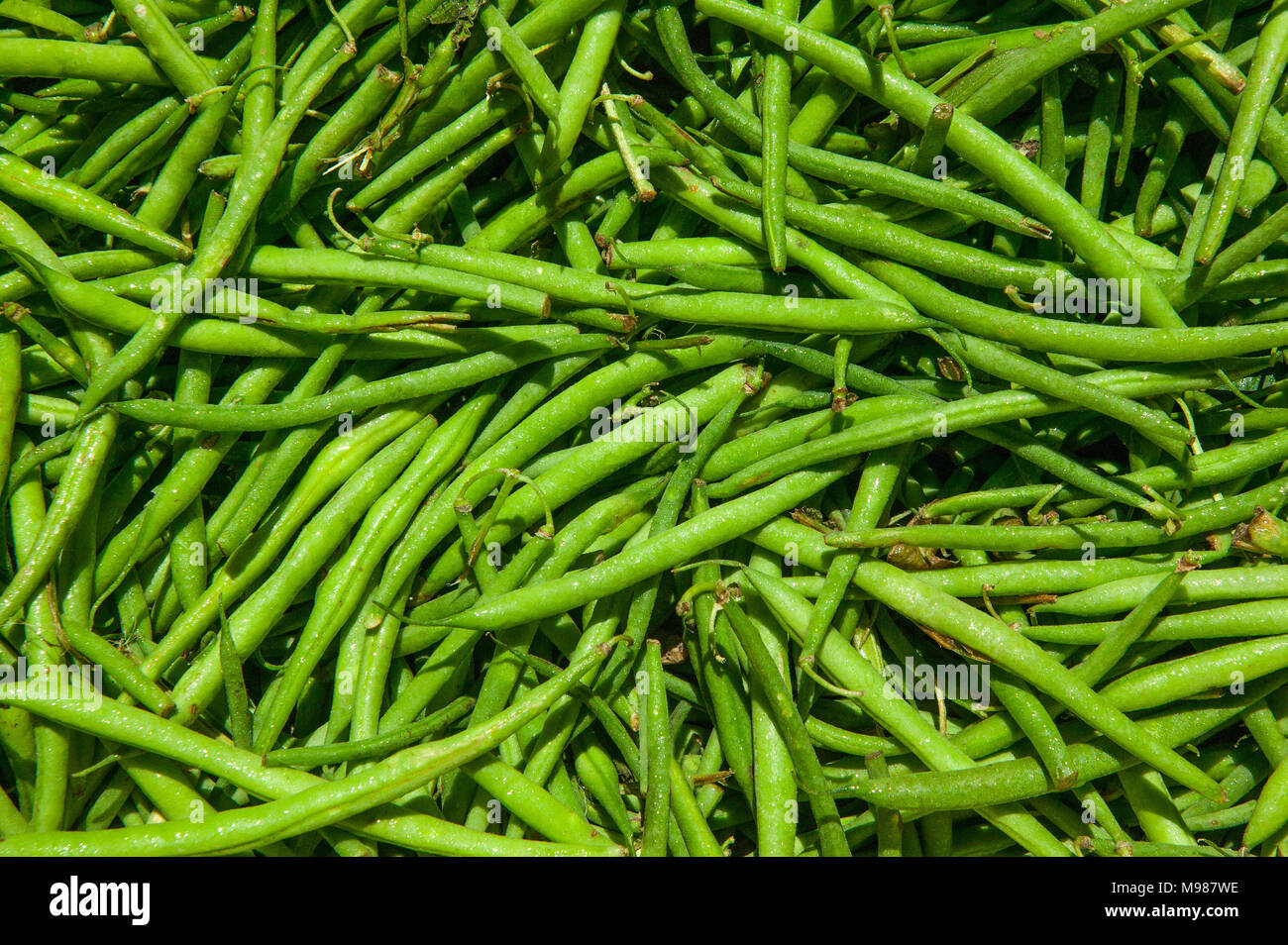 haricot green beans Stock Photo - Alamy