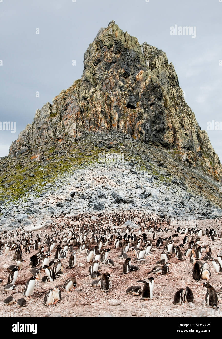 view of Fort Point, Antarctic peninsula, Antarctica, showing Gentoo ...