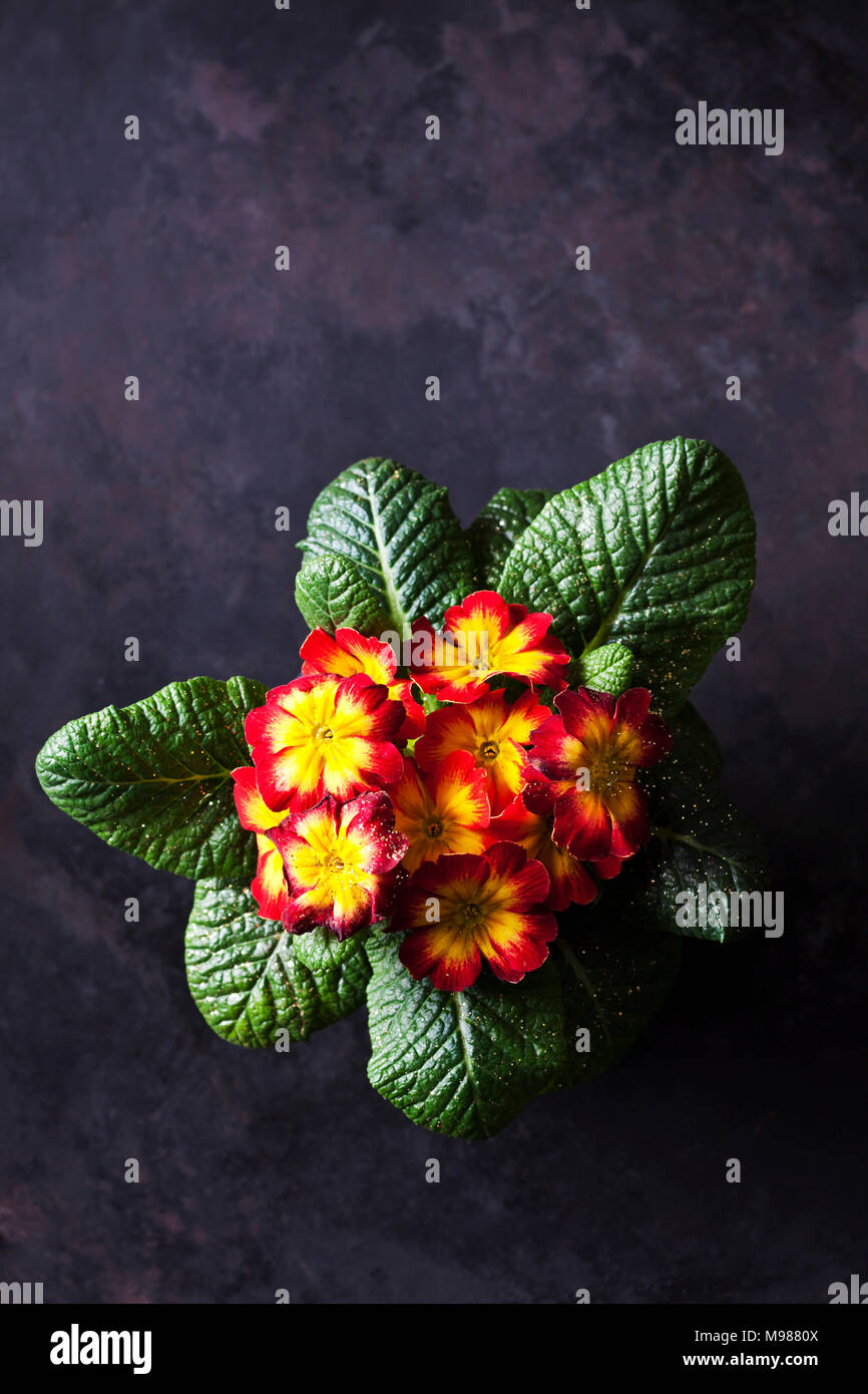 Yellow primrose hi-res stock photography and images - Alamy