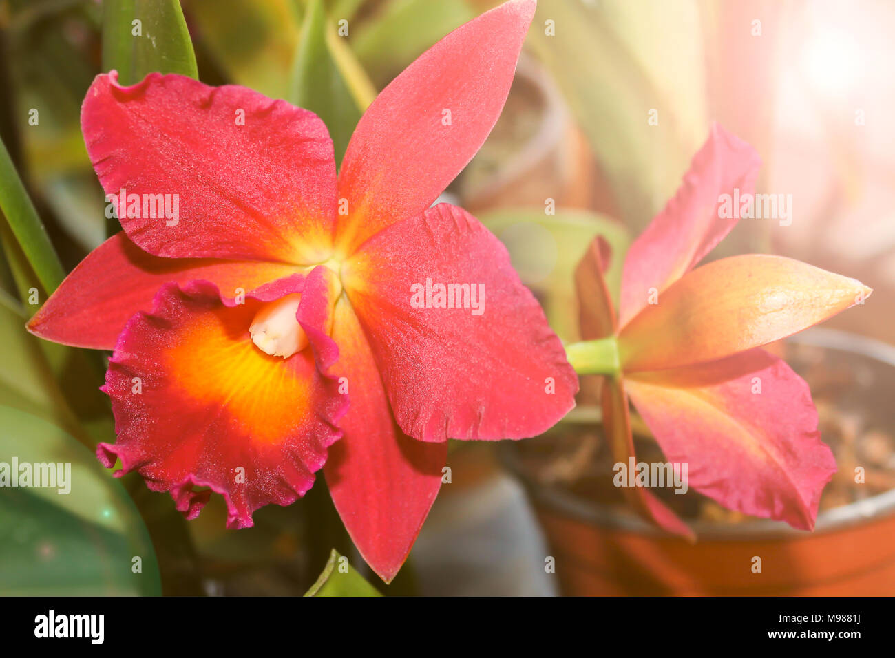 Peach Orchid Stock Photos & Peach Orchid Stock Images - Alamy