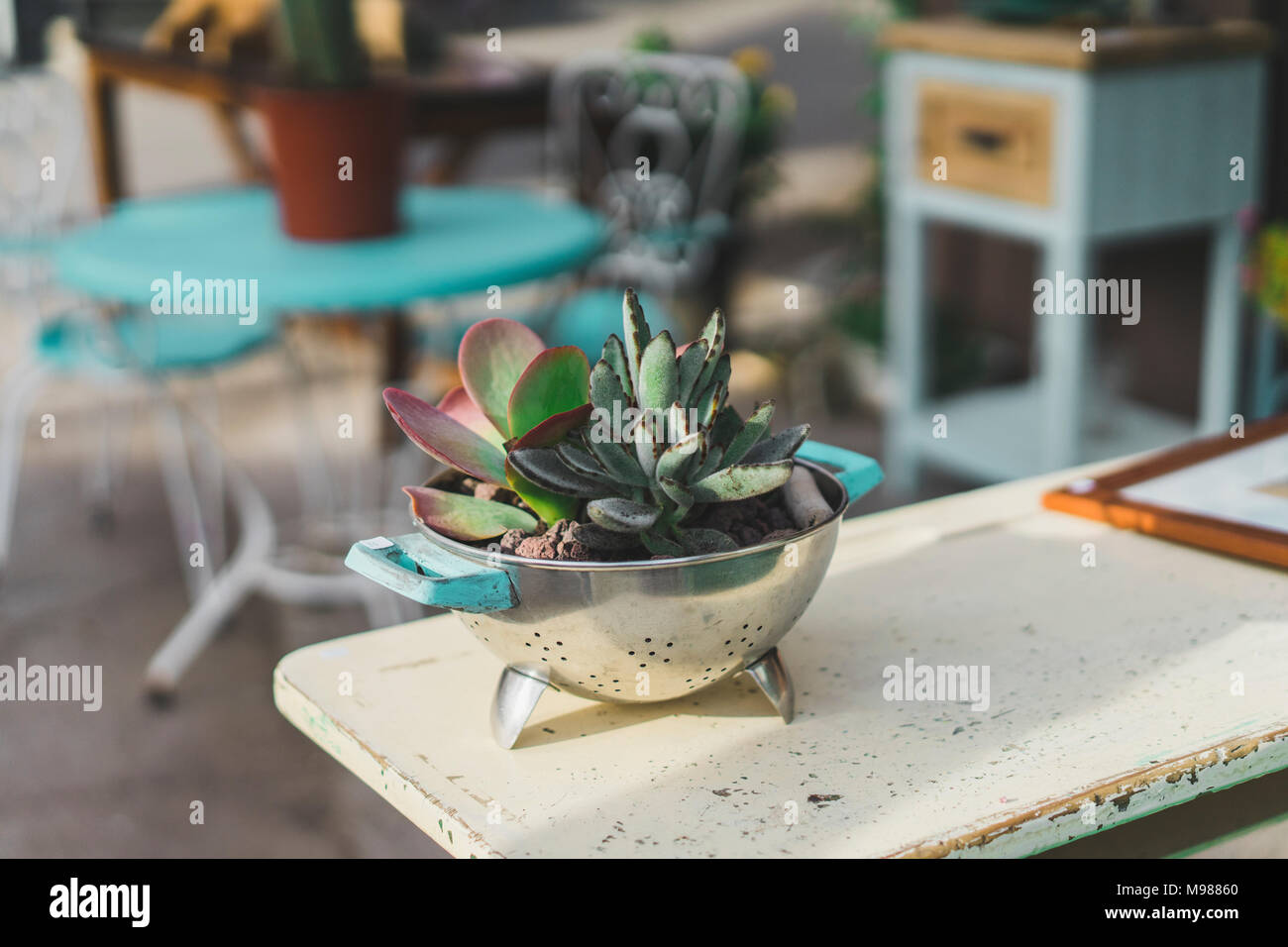 Colander used as flower pot Stock Photo - Alamy