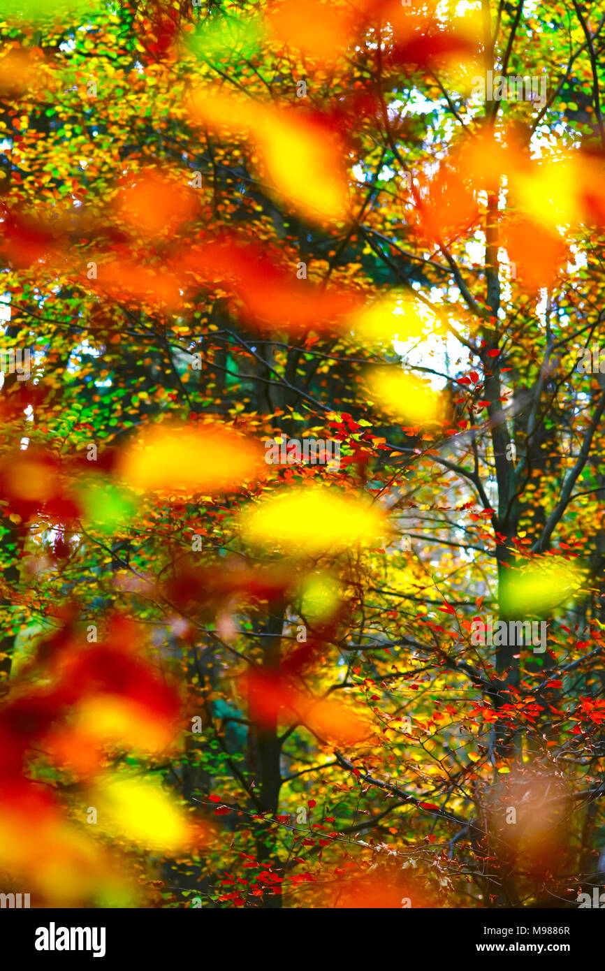 Golden_autumn hi-res stock photography and images - Alamy