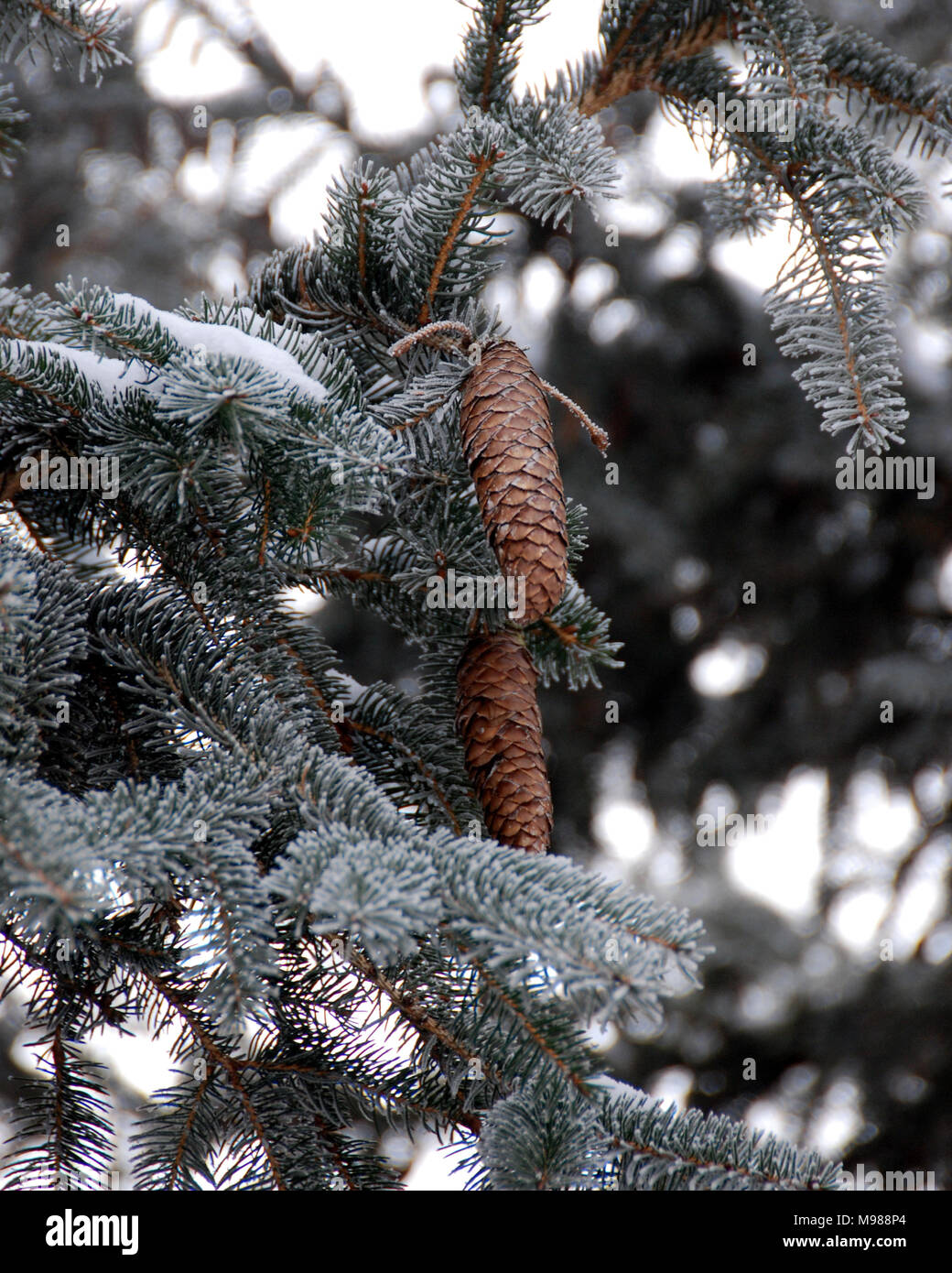 Photo of spruce cones hi-res stock photography and images - Alamy