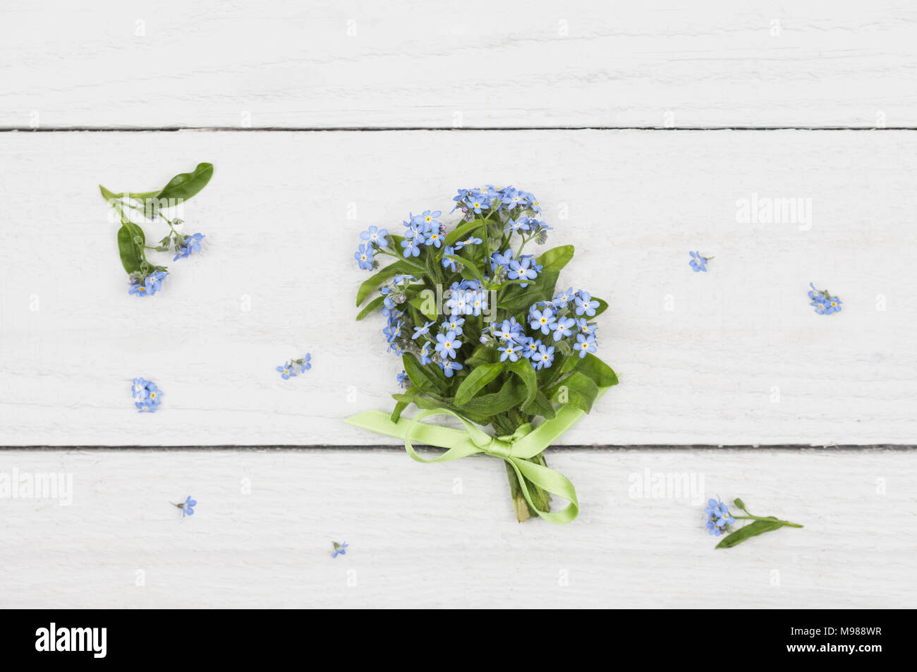 Bunch of Forget-me-not on white ground Stock Photo - Alamy