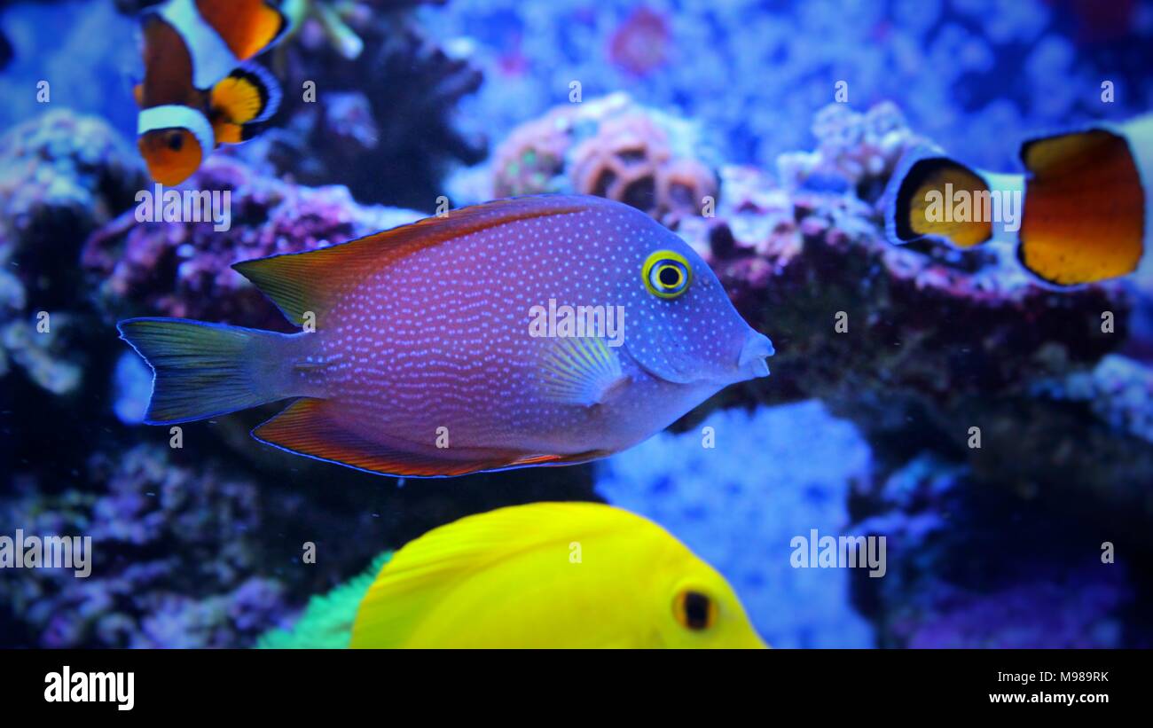 Kole Yellow Eye Fish