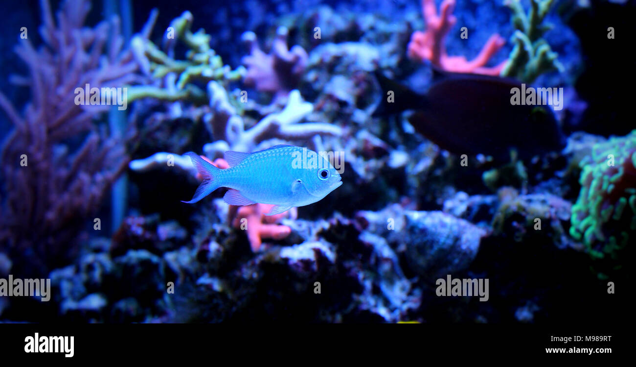 Blue Chromis (Chromis atripectoralis Stock Photo - Alamy