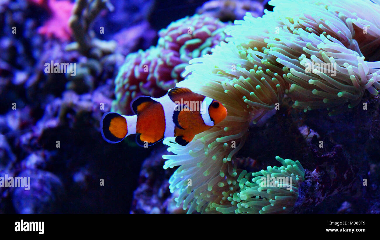 Clownfish the most popular saltwater fish in aquariums Stock Photo - Alamy