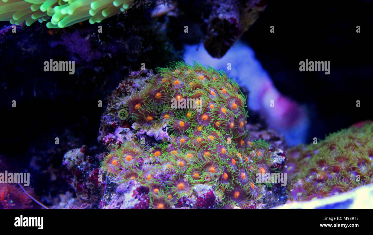 Zoanthid polyps hi-res stock photography and images - Alamy
