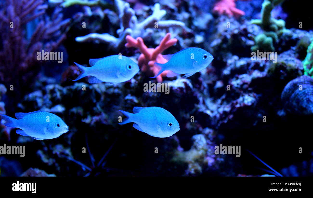 Blue Chromis (Chromis atripectoralis Stock Photo - Alamy