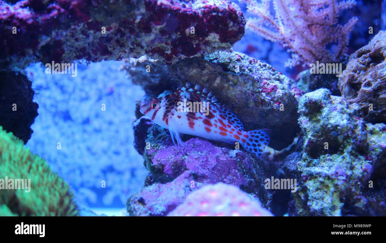 Dwarf Falco Hawkfish - (Cirrhitichthys falco Stock Photo - Alamy