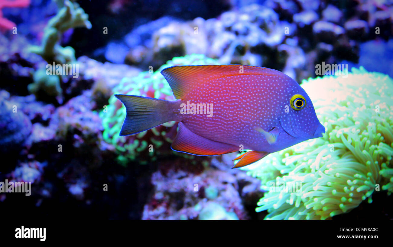 Kole yellow eye tang Stock Photo - Alamy