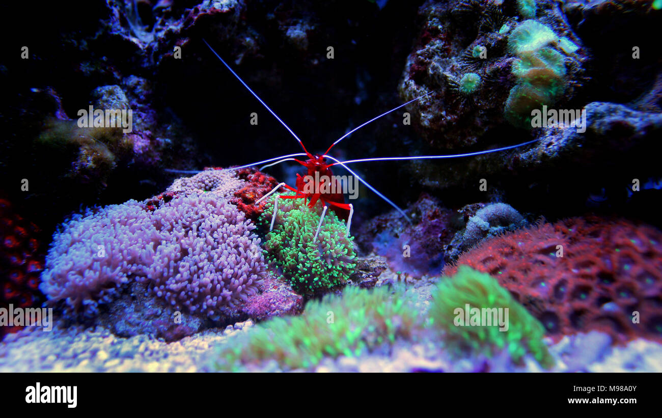 Blood Red Fire Shrimp High Resolution Stock Photography and Images - Alamy