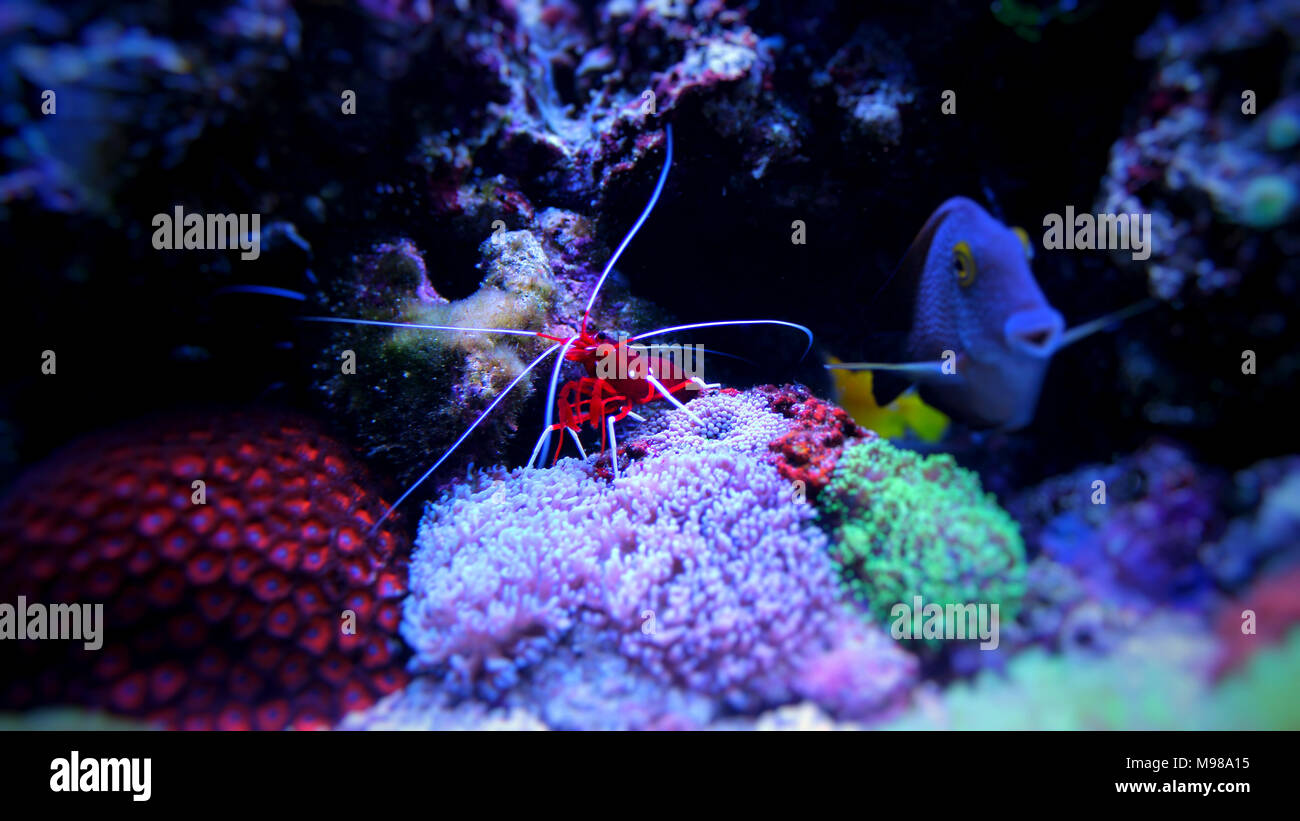 Blood red fire shrimp hi-res stock photography and images - Alamy