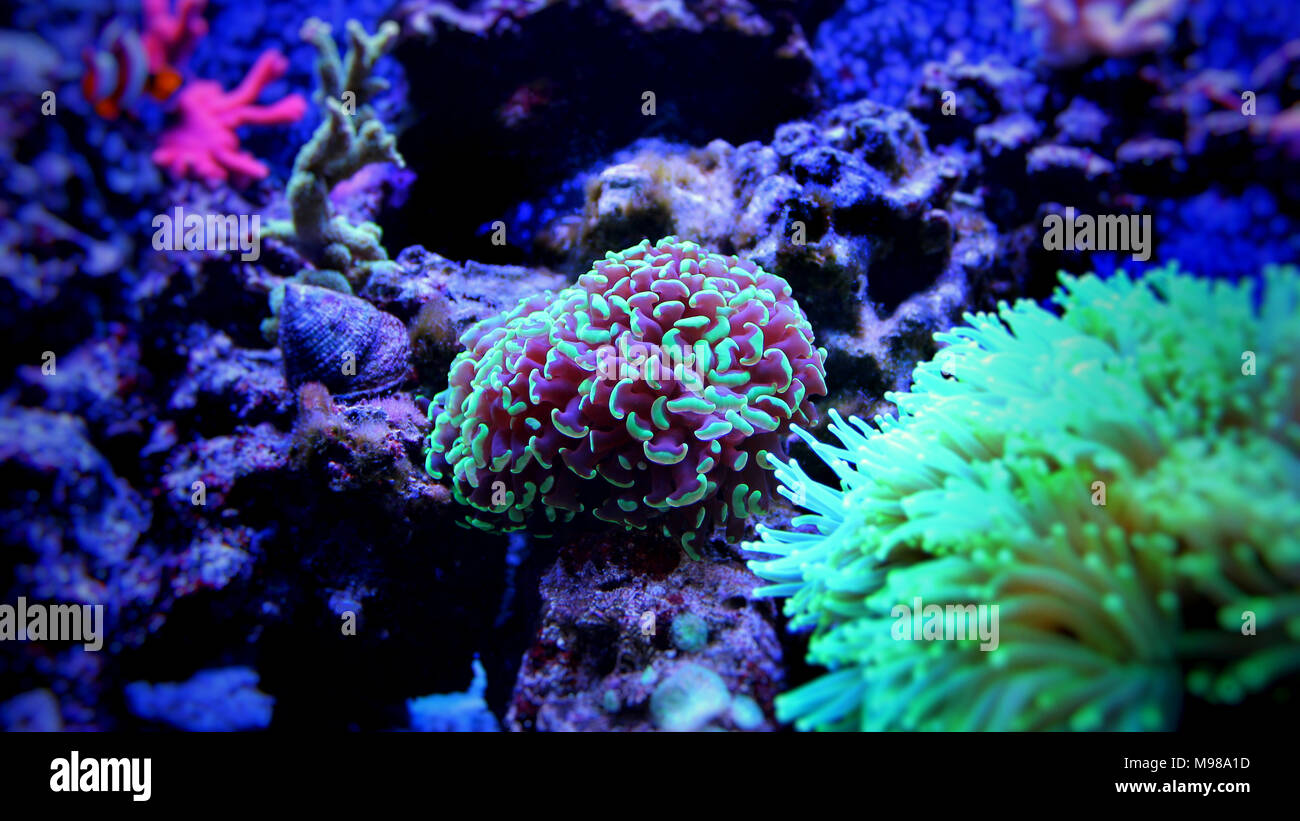 Euphyllia hammer LPS coral isolated shot Stock Photo - Alamy