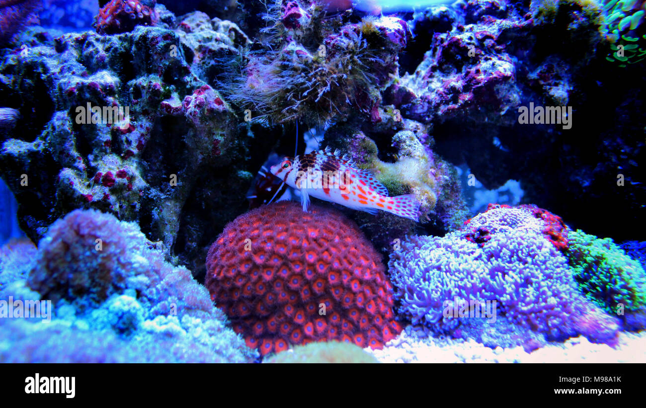 Dwarf Falco Hawkfish - (Cirrhitichthys falco Stock Photo - Alamy