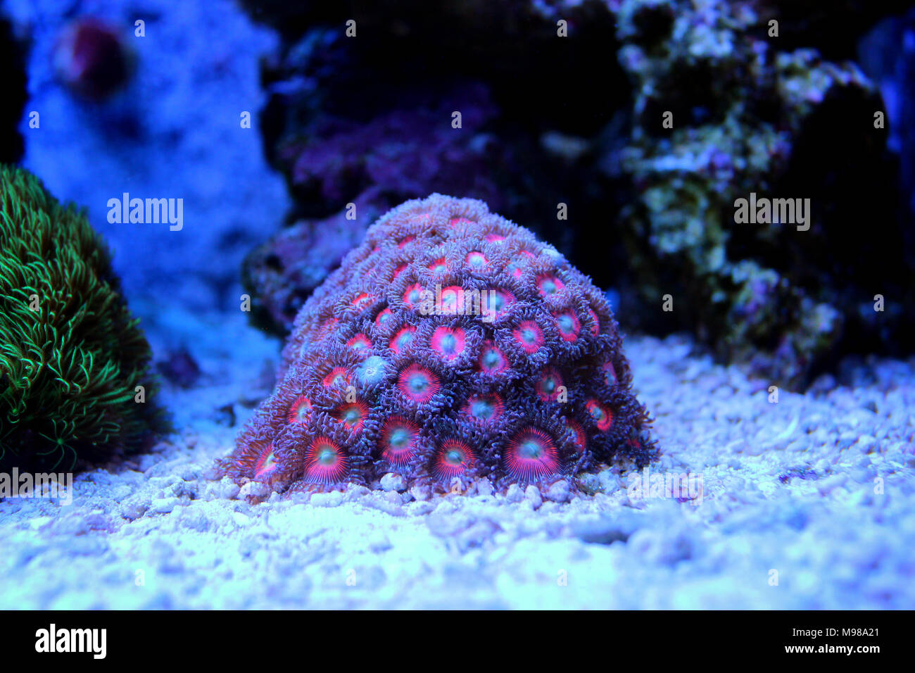 Zoanthid polyps hi-res stock photography and images - Alamy