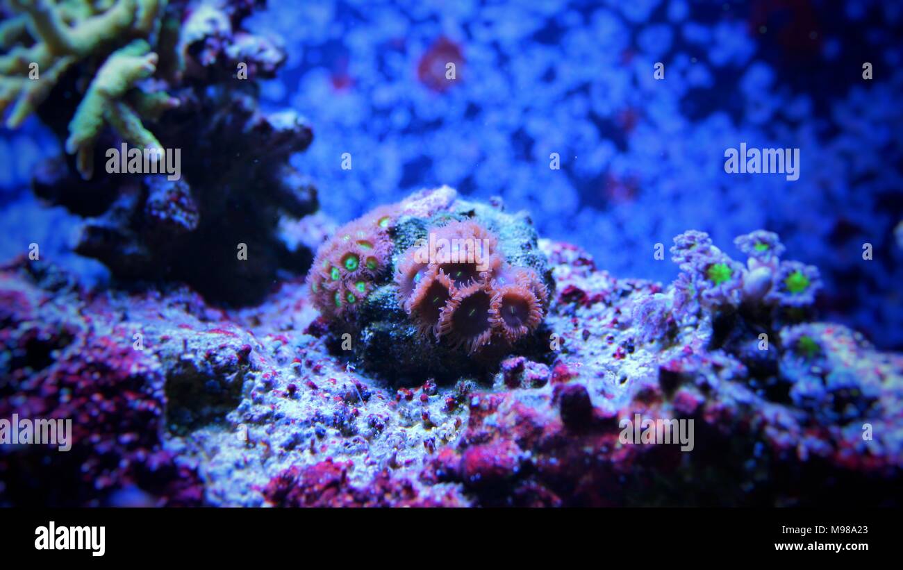 Zoanthid polyps hi-res stock photography and images - Alamy