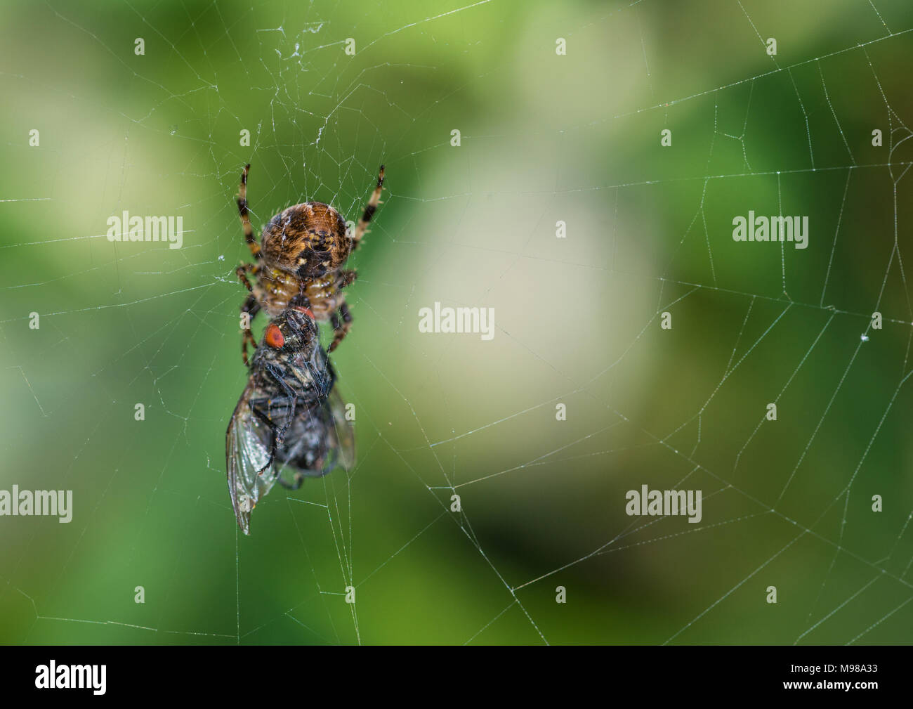 Wrapping up hi-res stock photography and images - Alamy