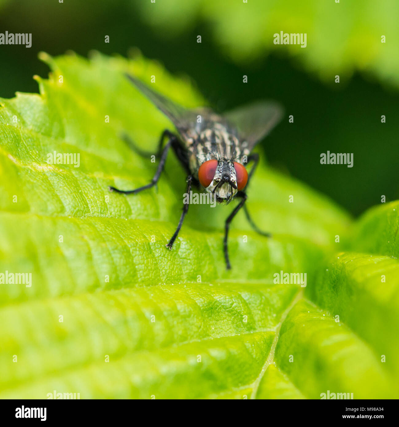 Red eyed fly hi-res stock photography and images - Alamy