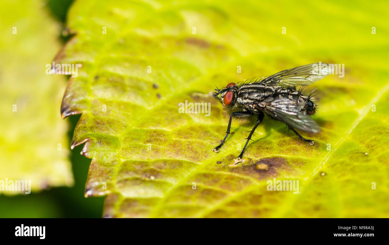 Hydrangea Fly High Resolution Stock Photography and Images - Alamy