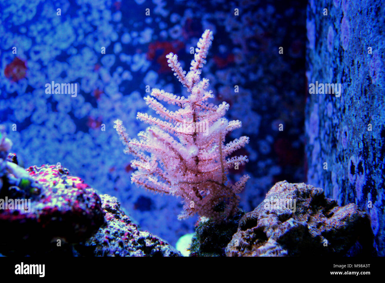 Grube's Photosynthetic Pink Gorgonian coral - Pinnigorgia flava Stock ...
