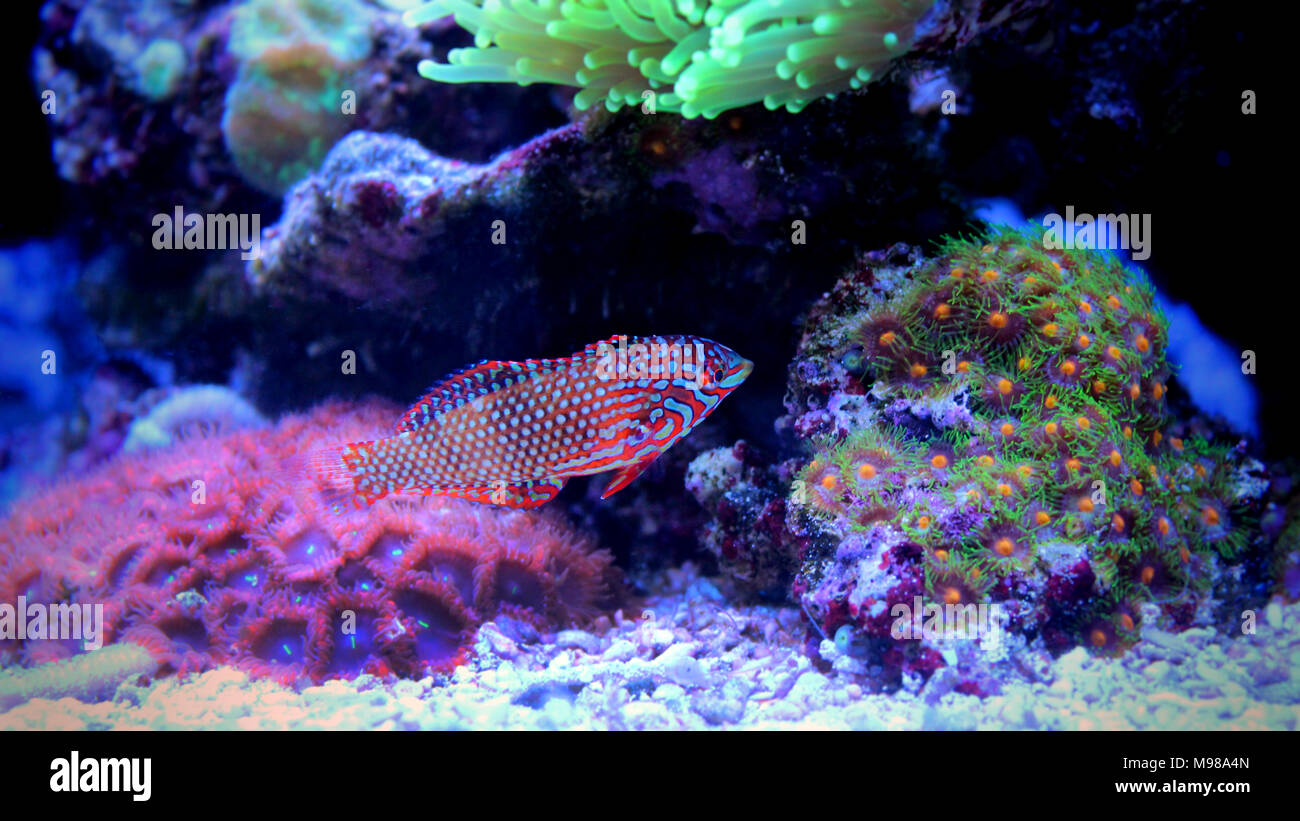 Ornate Leopard wrasse fish in coral reef aquarium tank Stock Photo - Alamy