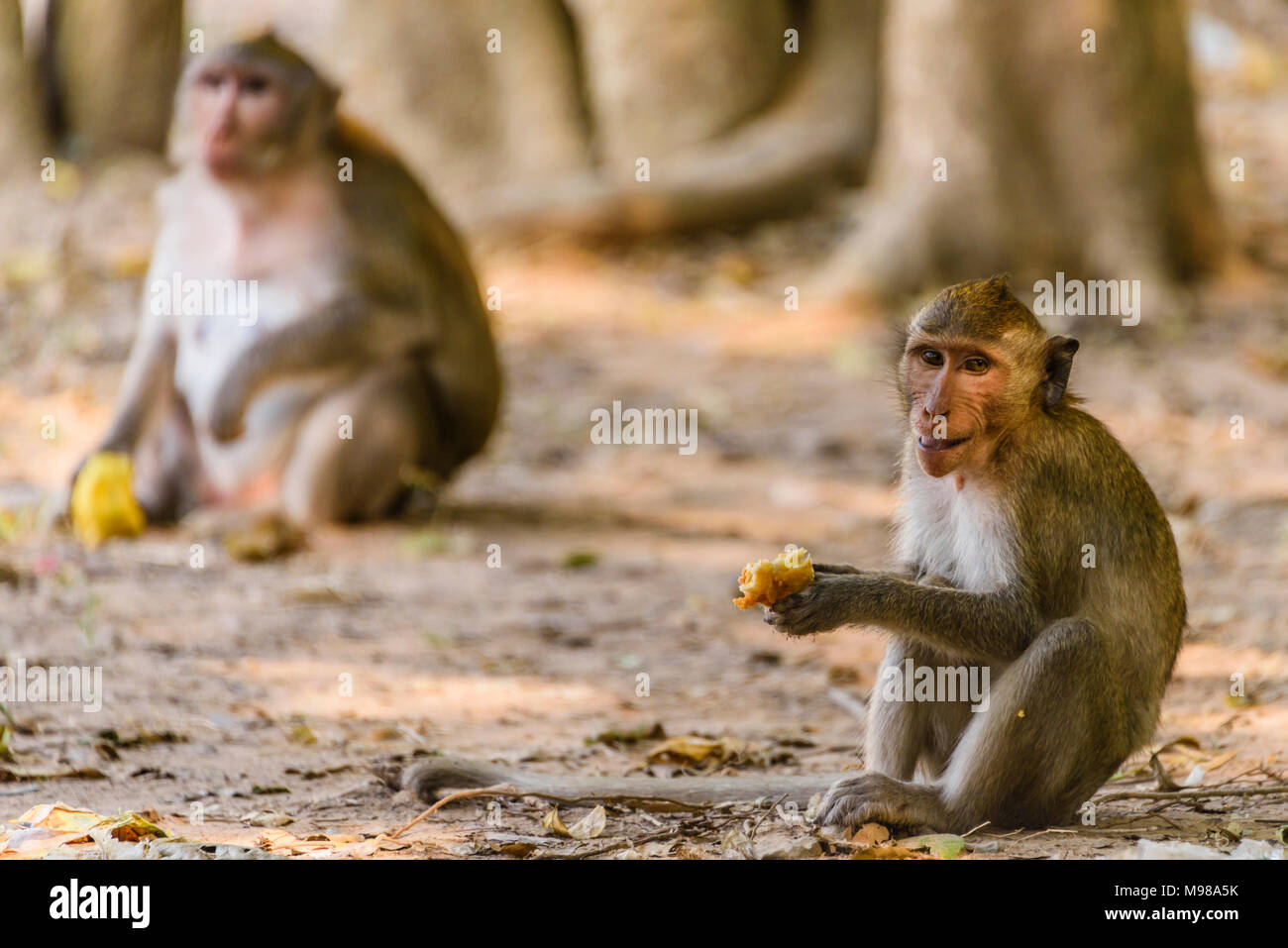 Monkey eating mango fruit hi-res stock photography and images - Alamy