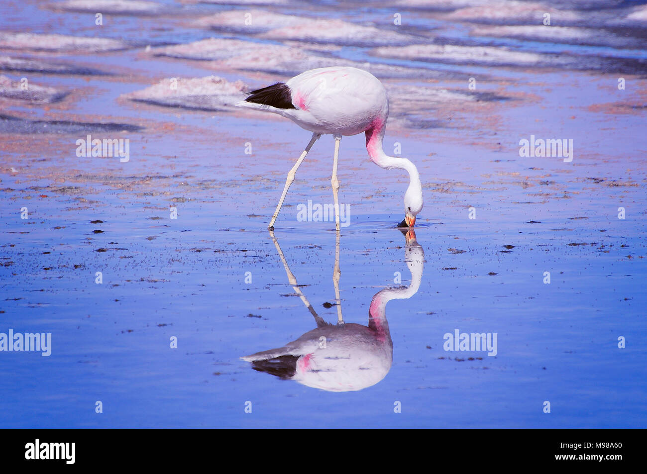 Pink big bird Flamingo in the water. Atacama Desert. Chile Stock Photo ...