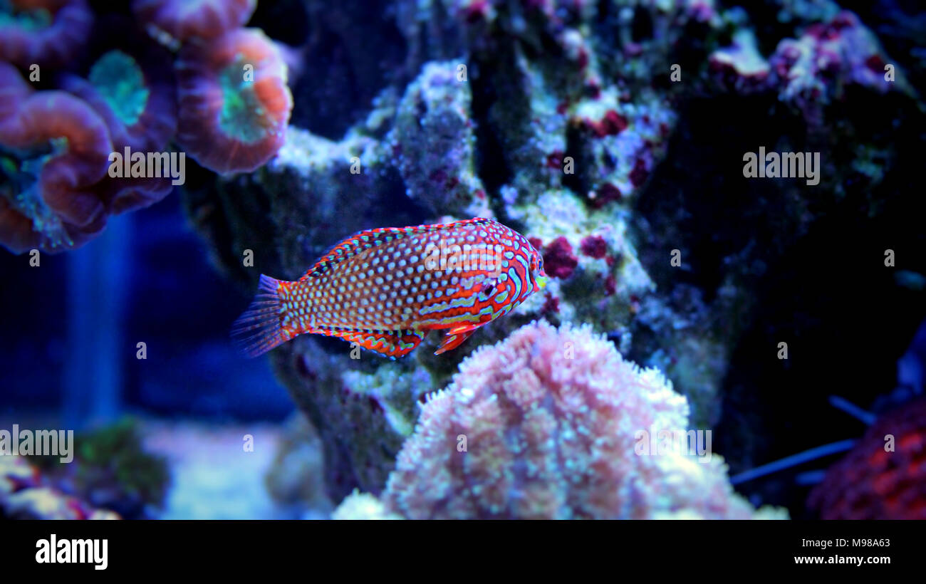 Ornate Leopard wrasse fish in coral reef aquarium tank Stock Photo - Alamy