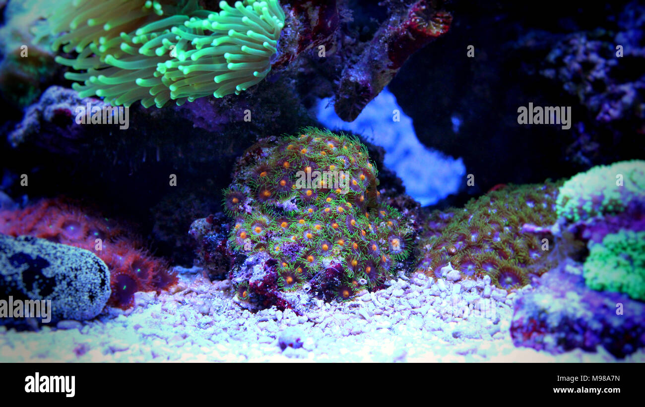 Zoanthid polyps hi-res stock photography and images - Alamy