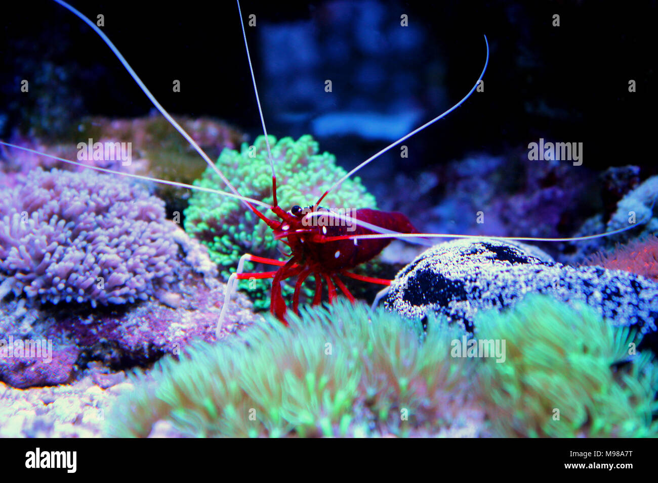 Fire shrimp hi-res stock photography and images - Alamy