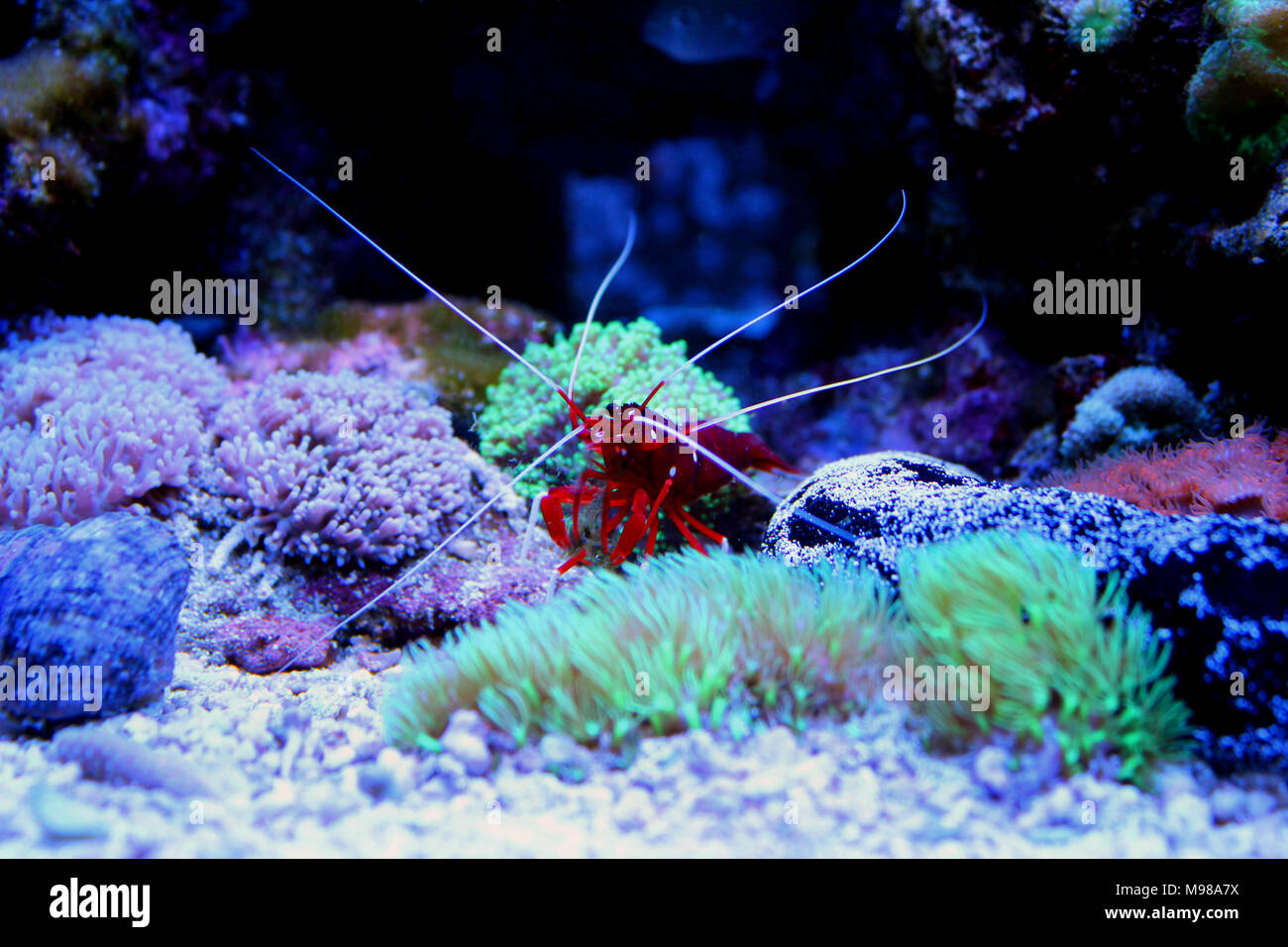 Blood red fire shrimp hi-res stock photography and images - Alamy