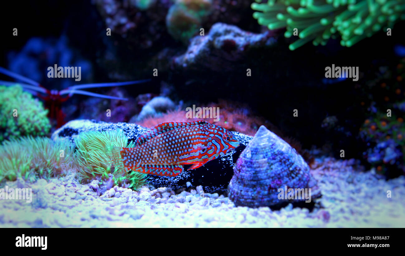 Ornate Leopard wrasse fish in coral reef aquarium tank Stock Photo - Alamy