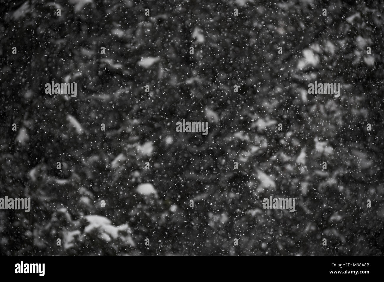 photo of natural snow falling on a dark background, good to use as a ...
