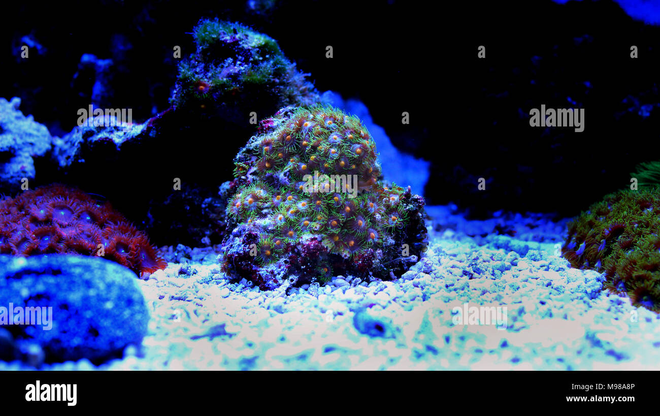 Zoanthid polyps hi-res stock photography and images - Alamy